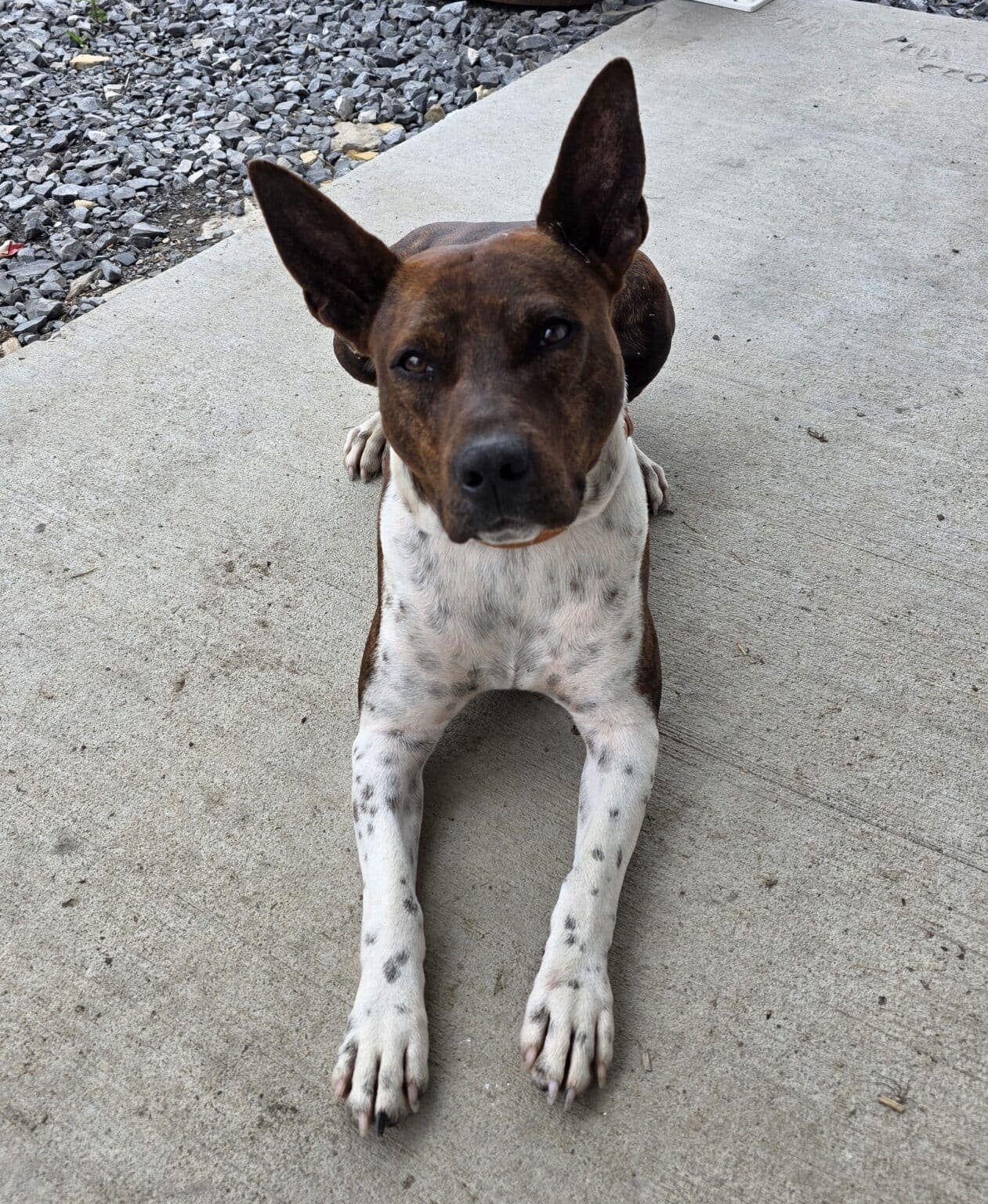 Upcoming Litters - Skyview Decker & Old Dominion Terriers