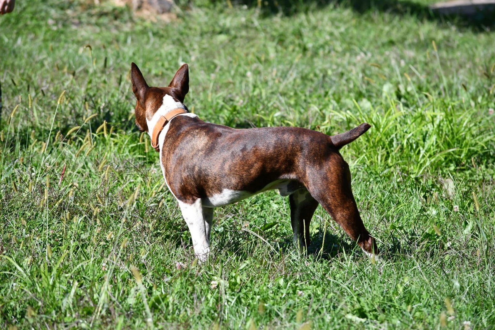 Old Dominion Terrier Characteristics - Skyview Decker & Old Dominion ...